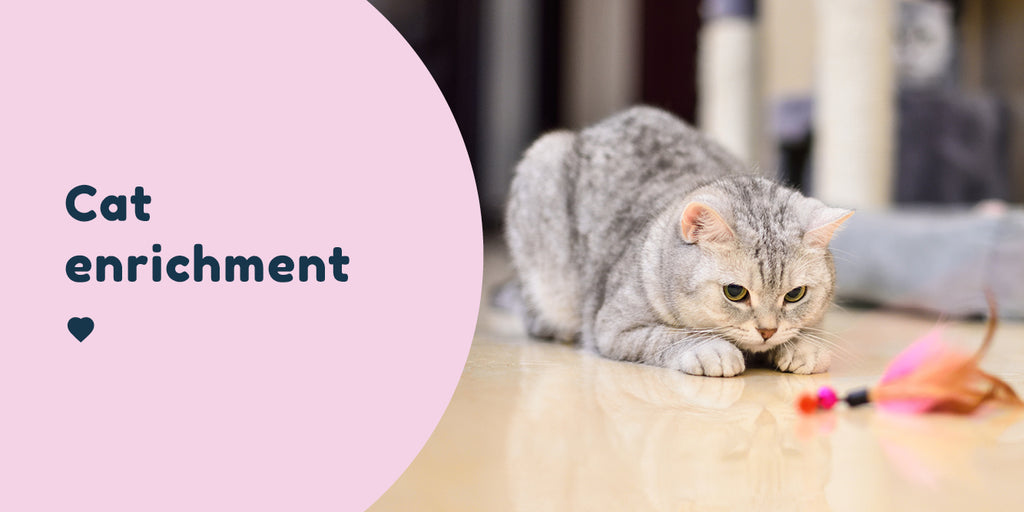 Cat Enrichment – Pet Connect NZ