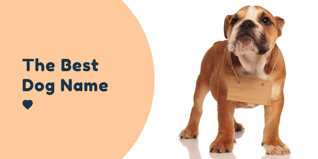 Choosing the Best Dog Name – Pet Connect NZ