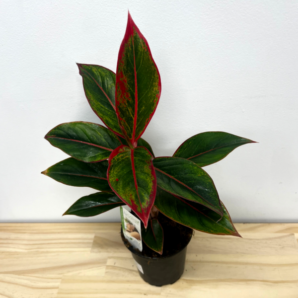 Aglaonema Red Gold House Plant – 12cm Pot *Waiheke Only* – Pet Connect NZ