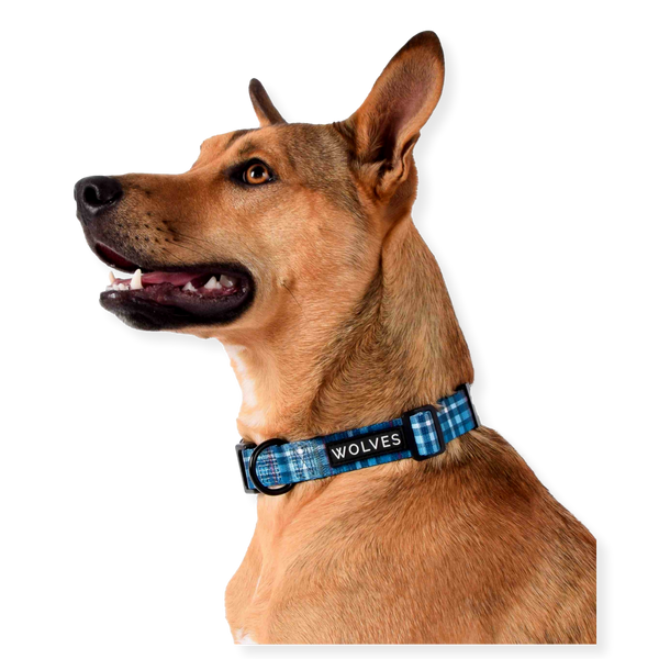 Wolves of Wellington Dog Collar Lochie – Pet Connect NZ